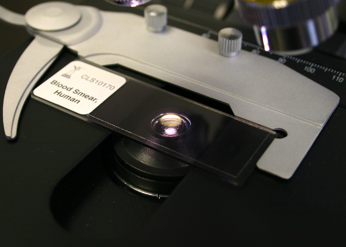Prepared Microscope Slide, Human Blood Smear, Wright's Stain ...