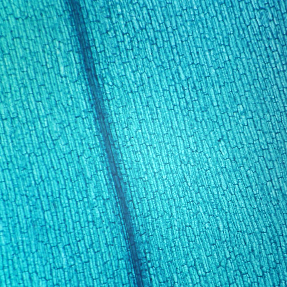 Prepared Microscope Slide, Elodea Leaf, w.m. – lablearner.com