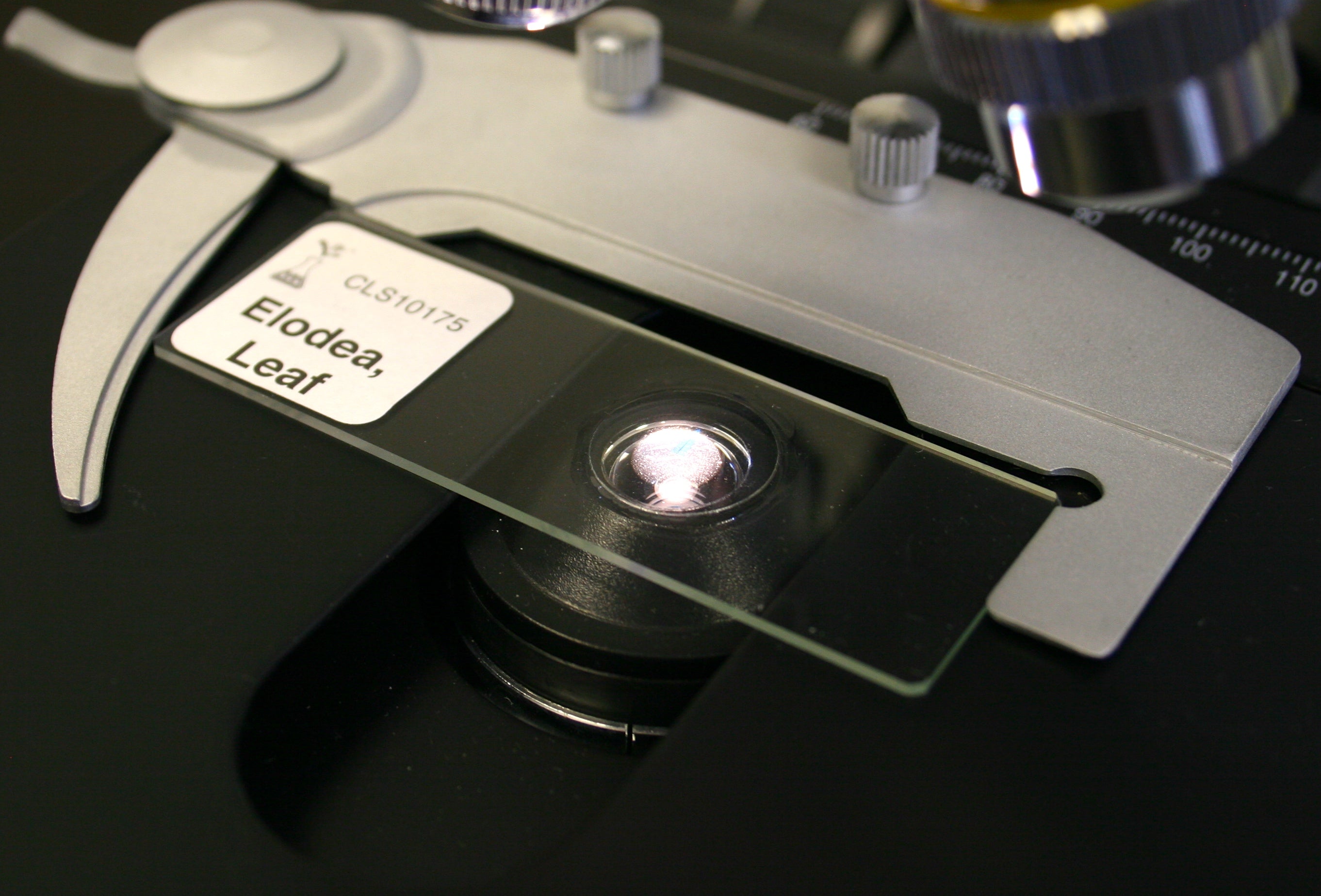 Elodea Microscope Slide