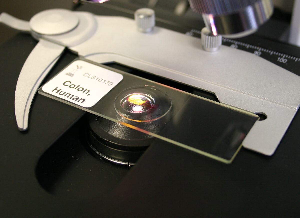 Prepared Microscope Slide, Human Colon, c.s. – lablearner.com